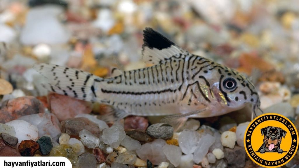 Akvaryum Çöpçü Balığı Fiyatları 2025