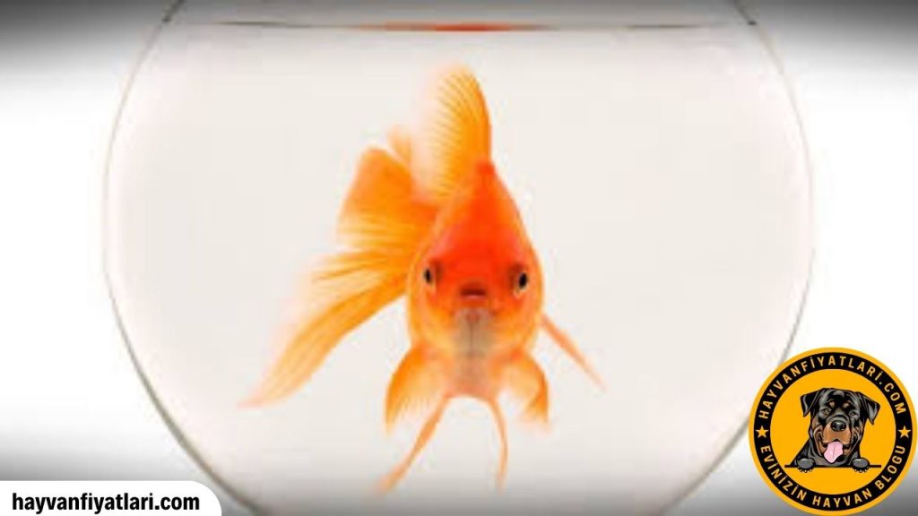 Türlere Göre Fanus Balık Fiyatları