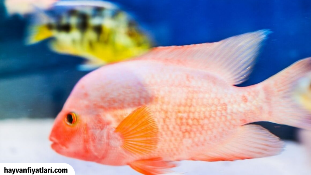 Ciklet Balığı Fiyatları 2025