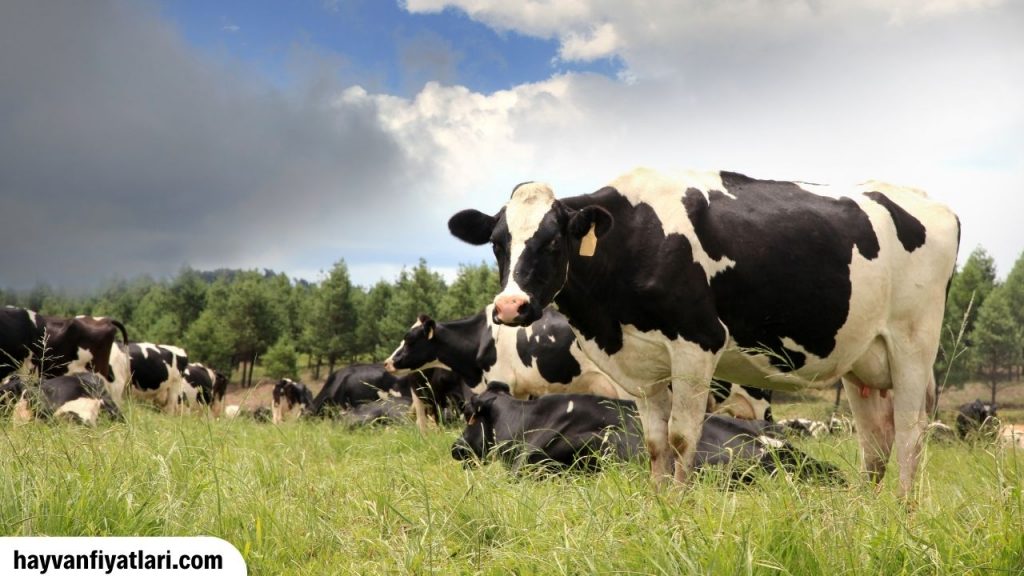2026 Holstein İnek Fiyatları | Gebe, Düve, Buzağı