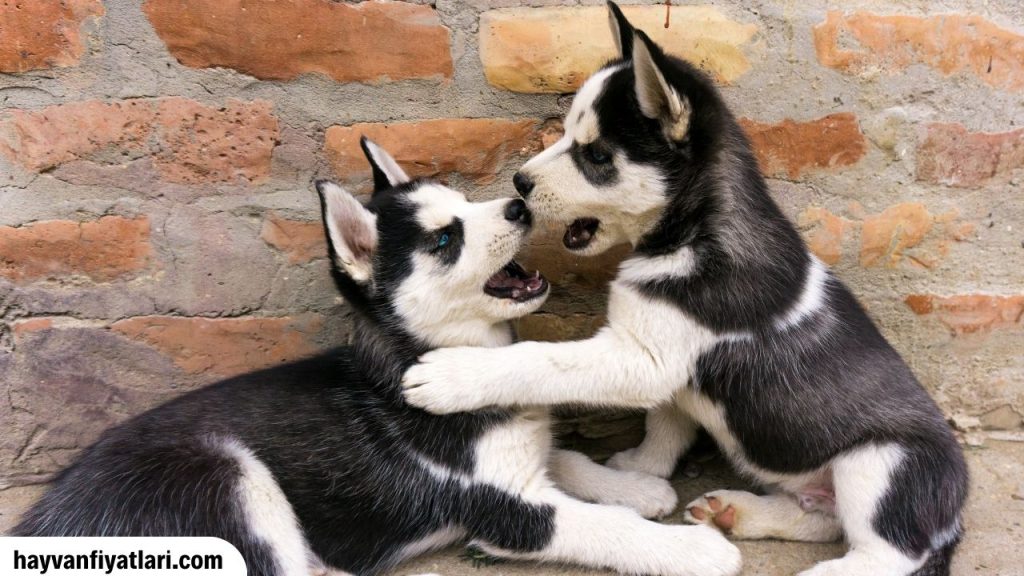 Husky Fiyatları 2025