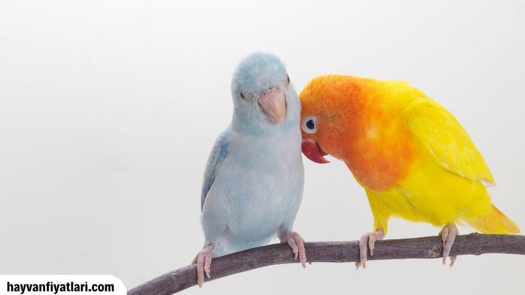 Forpus Papağanı Fiyatları 2025